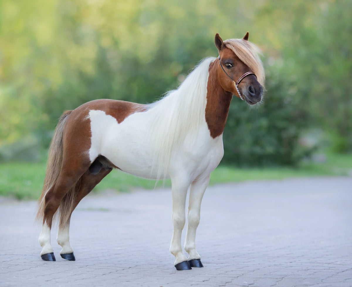 Chevaux miniatures : Guide complet des races ! & Univers Cheval